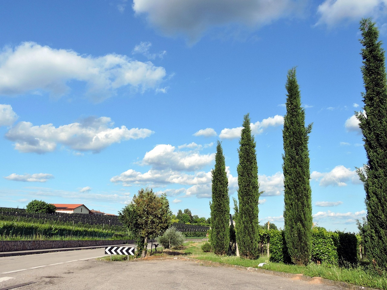 Cypress Trees Cloud Sky - Free photo on Pixabay