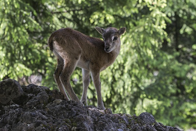Deer Red Zoo Wildlife - Free photo on Pixabay - Pixabay