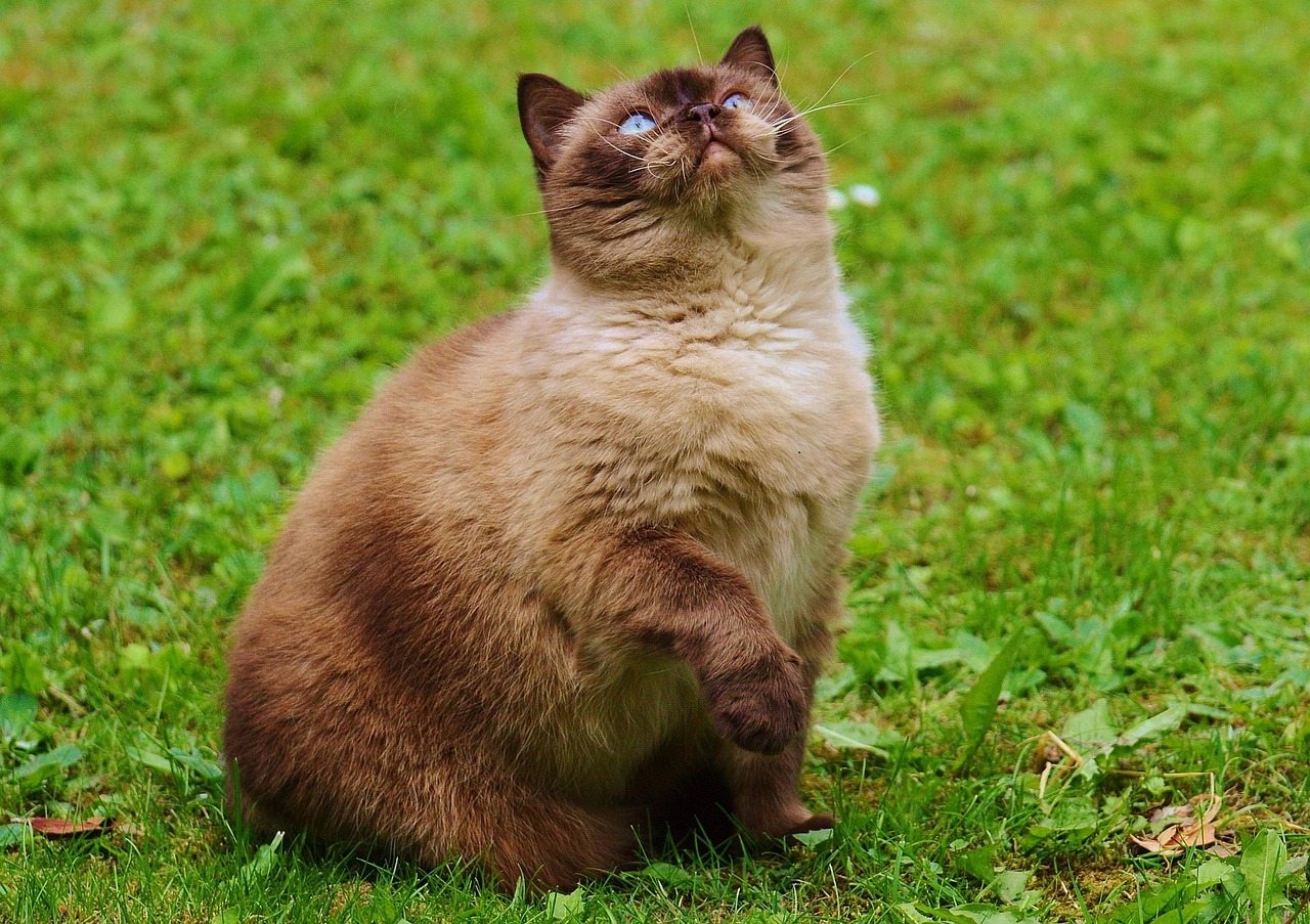 Gato Británico De Pelo Corto Jugar - Foto gratis en Pixabay - Pixabay