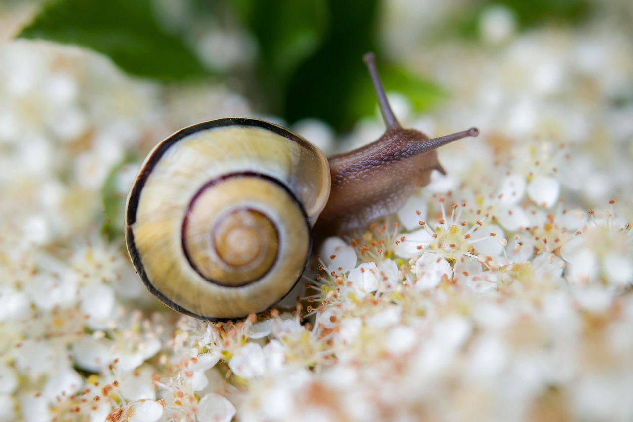 Snail Shell Blossoms Sea Of - Free photo on Pixabay