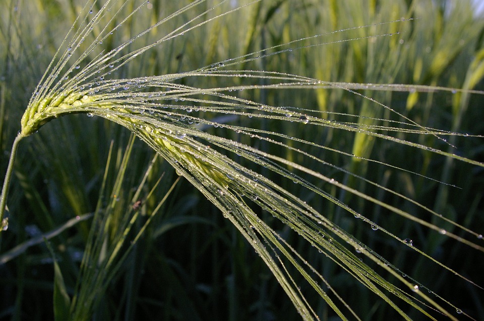 Dewdrop Morning Dew - Free photo on Pixabay - Pixabay
