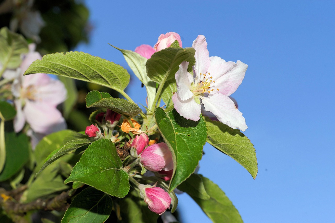 Árbol De Manzana Flores Flor - Foto gratis en Pixabay - Pixabay