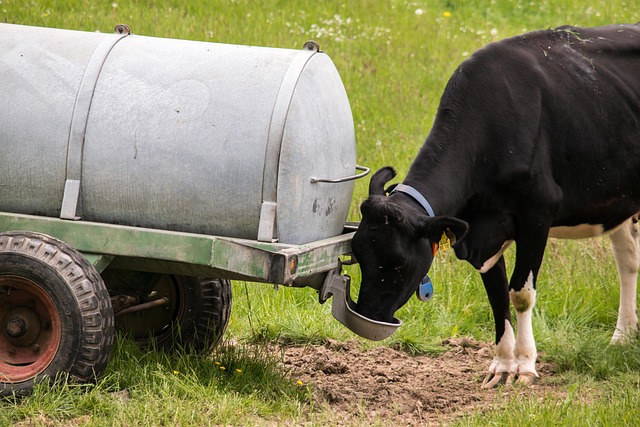 Vaca Beber Camión De Agua Lugar - Foto gratis en Pixabay - Pixabay