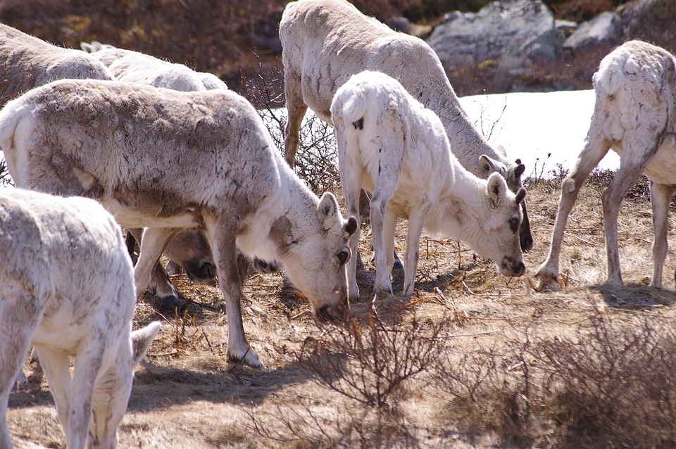 Reindeer Pack Animal - Free photo on Pixabay