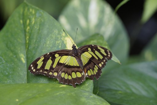 50+ Free Malachite & Butterfly Photos