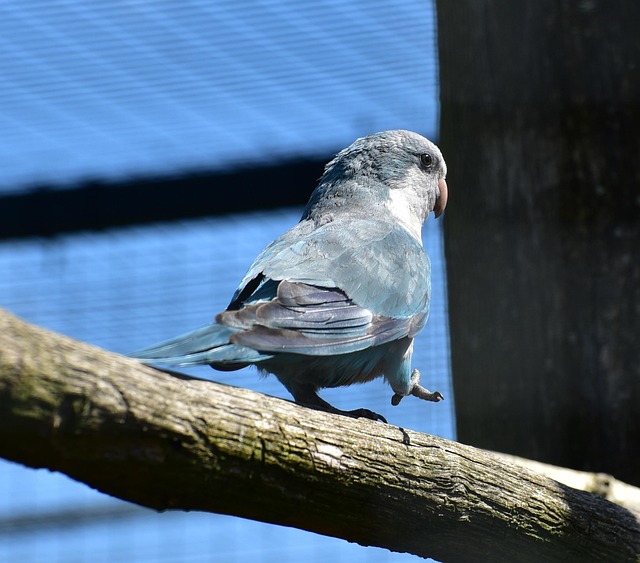 Loro Pequeño Pájaro - Foto gratis en Pixabay - Pixabay