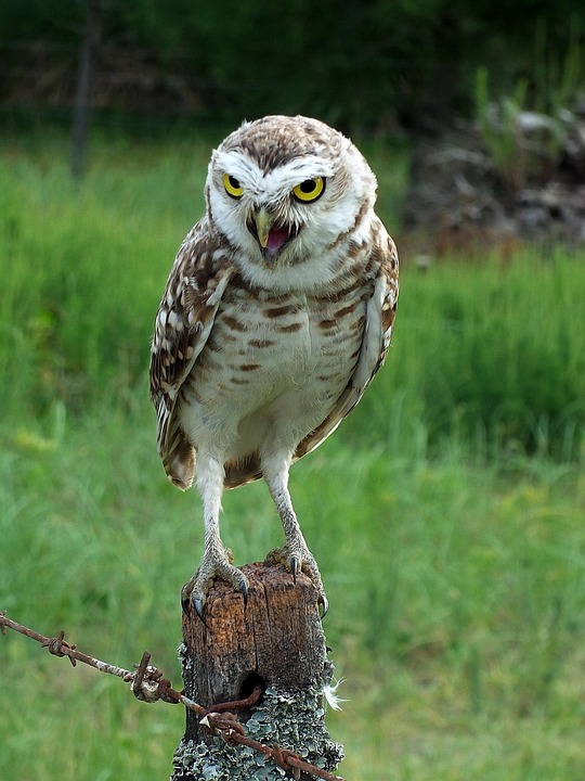 Owl Bird Rapacious Of - Free photo on Pixabay