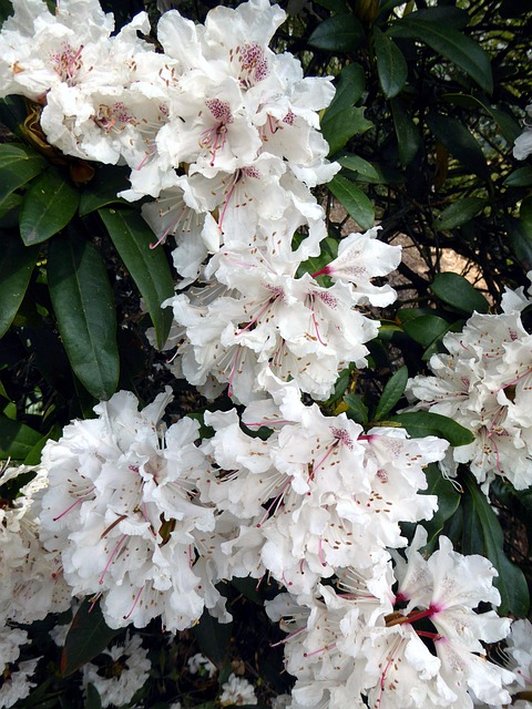 Rododendro Floreció Blanco - Foto gratis en Pixabay - Pixabay