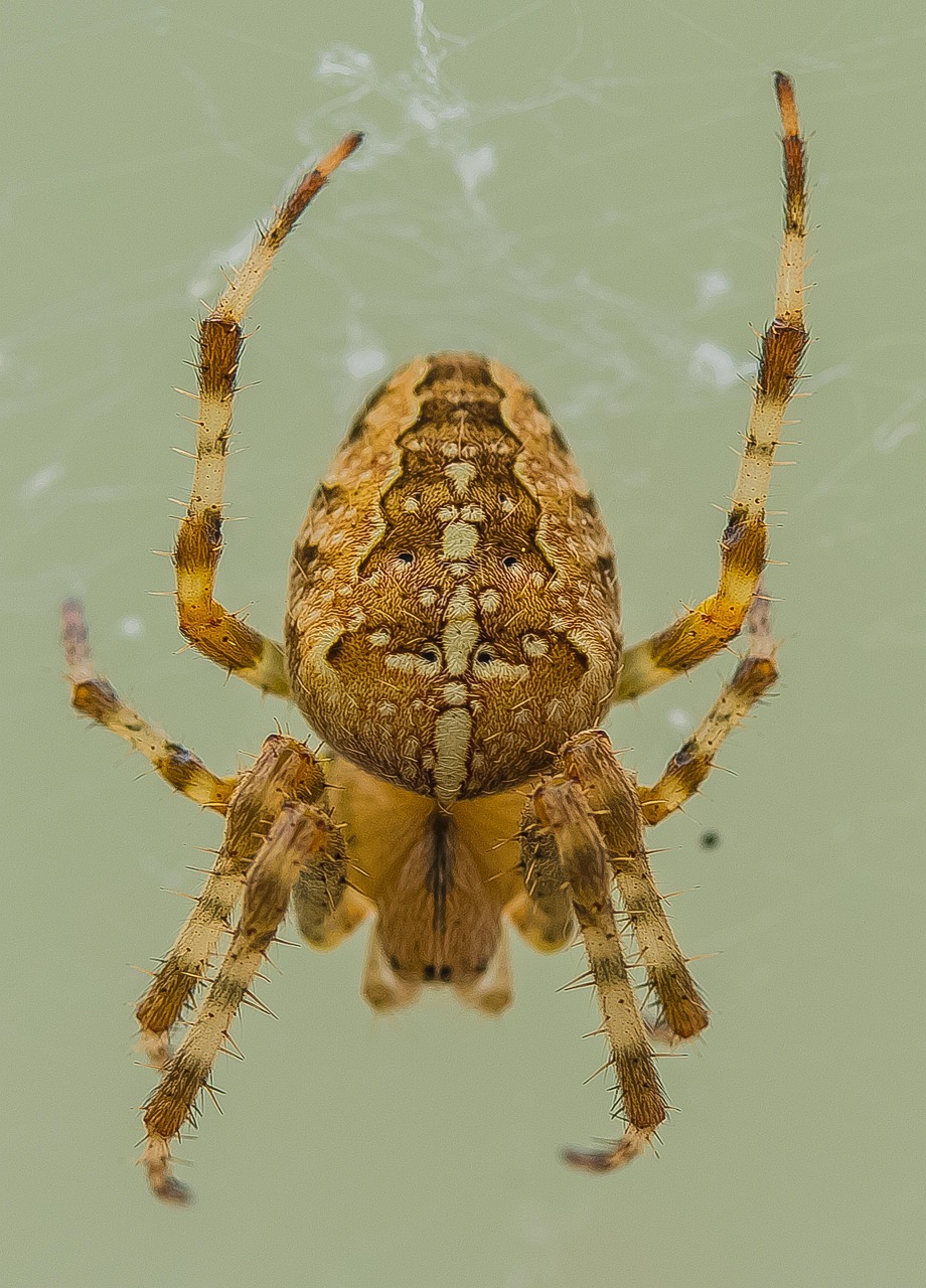 Inseto Aranha Aracnídeo - Foto gratuita no Pixabay - Pixabay