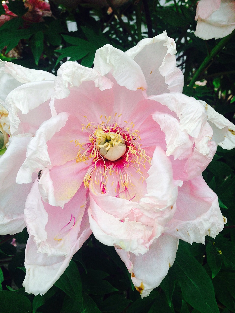 Peonía Flor Floreció - Foto gratis en Pixabay - Pixabay