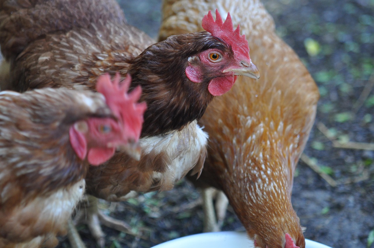 Foto gratis: Gallinas, Aves Domésticas - Imagen gratis en Pixabay - 786224