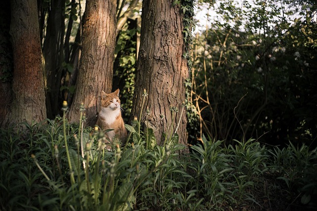 200+ Free Definition Of Tress & Tress Images - Pixabay