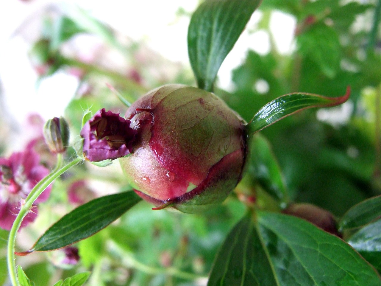 Peony Geranium Plants - Free photo on Pixabay