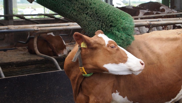 Red And White Fries Cattle Cow - Free photo on Pixabay - Pixabay