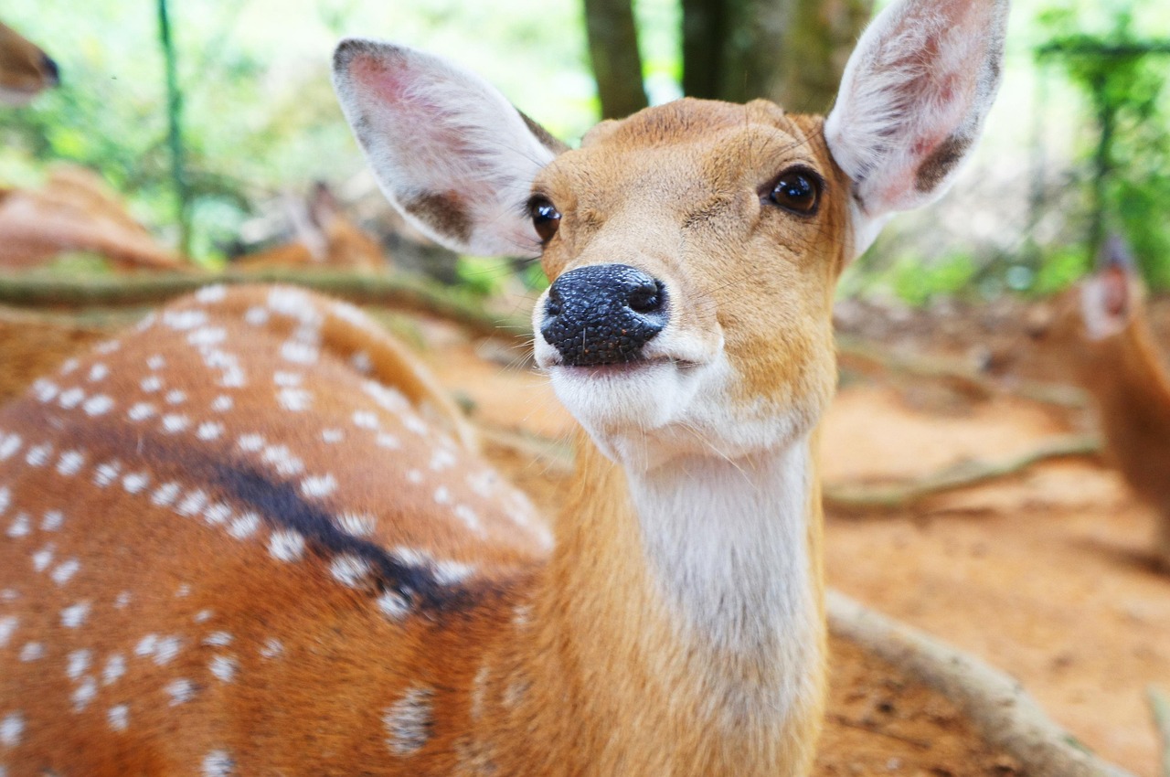 Deer Animal Zoo - Free photo on Pixabay - Pixabay