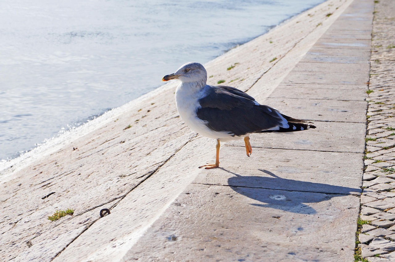 Seagull Bird Nature - Free photo on Pixabay - Pixabay