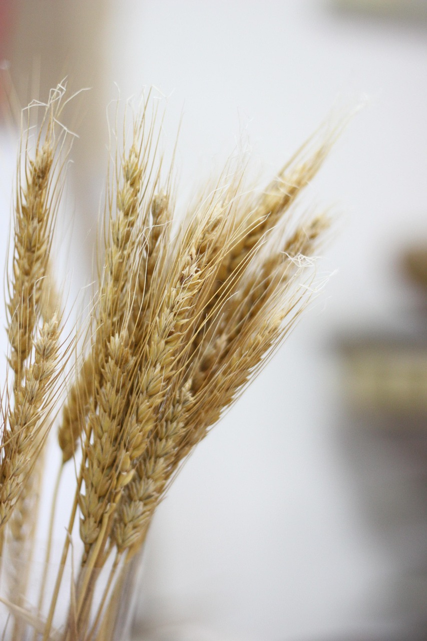 Trigo Naturaleza Fábrica - Foto gratis en Pixabay - Pixabay