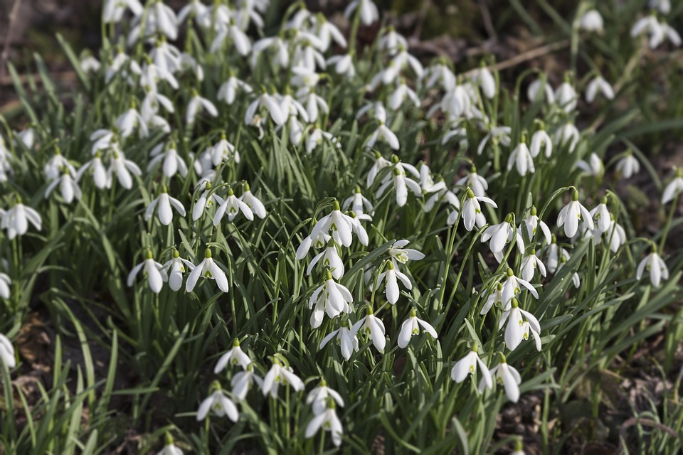 Lily Of The Valley Snowdrop Bloom - Free photo on Pixabay