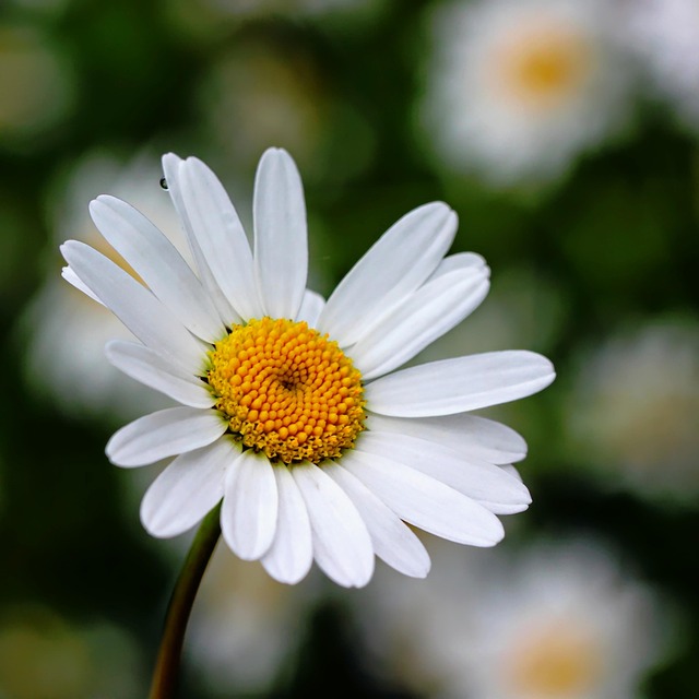 Flower Nature Garden - Free photo on Pixabay