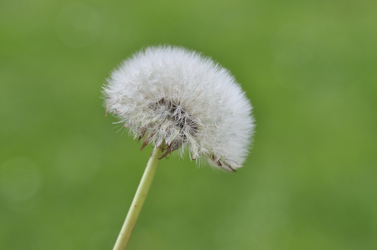 Diente De León Semillas - Foto gratis en Pixabay - Pixabay
