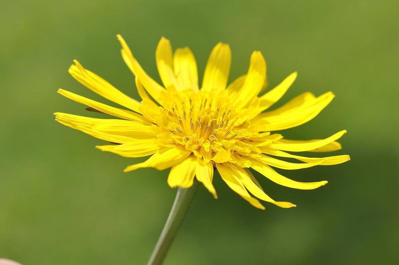 Padang Rumput Dubius Bunga Tanaman - Foto gratis di Pixabay - Pixabay
