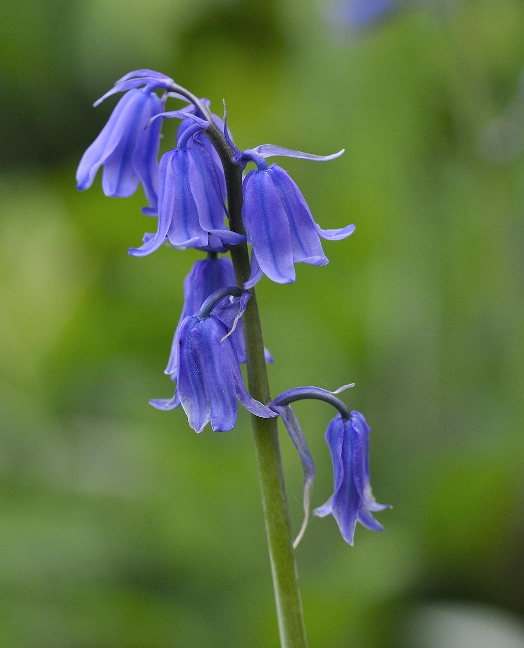 Estrella Azul Flor Planta - Foto gratis en Pixabay - Pixabay