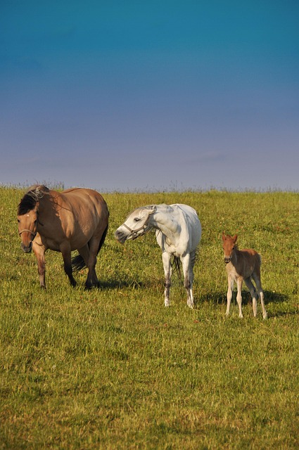 Cavalos Família Prole - Foto gratuita no Pixabay