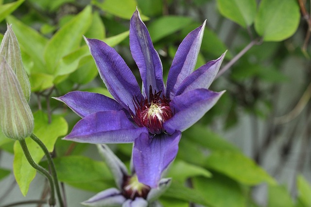 Clemátide Flor Planta - Foto gratis en Pixabay - Pixabay