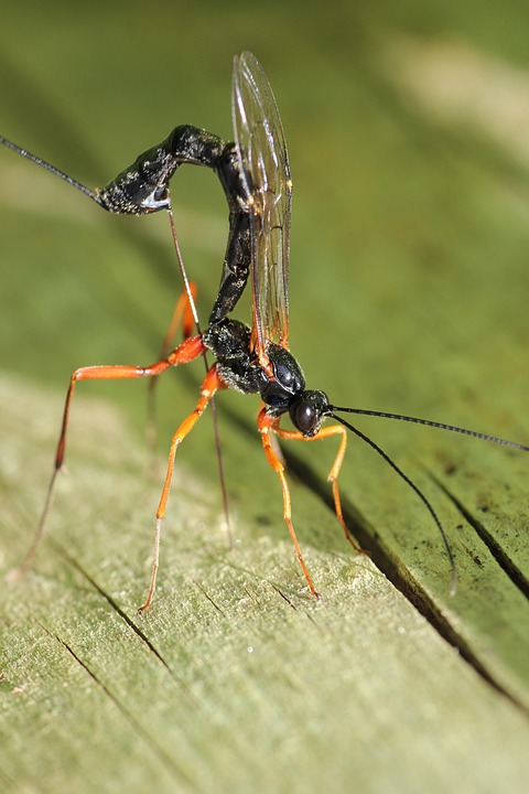 Do Wasp Insect - Free photo on Pixabay