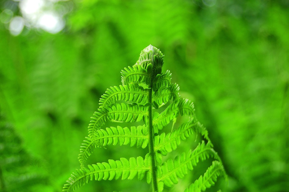 Farn Grün Pflanze - Kostenloses Foto auf Pixabay