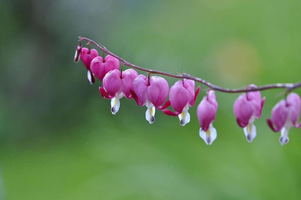 Crying Heart Heart-Shrub Plant - Free photo on Pixabay