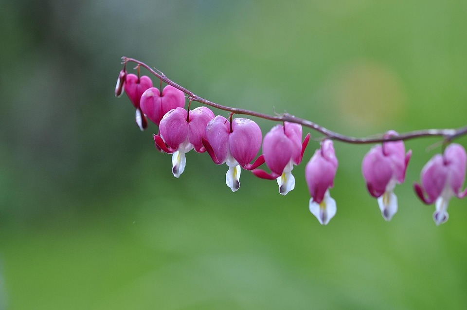 Crying Heart Heart-Shrub Plant - Free photo on Pixabay