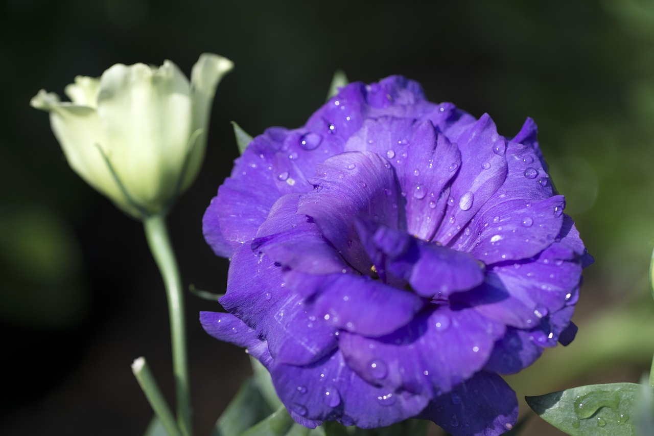 Purple Rose Chongqing Nanshan - Free photo on Pixabay - Pixabay