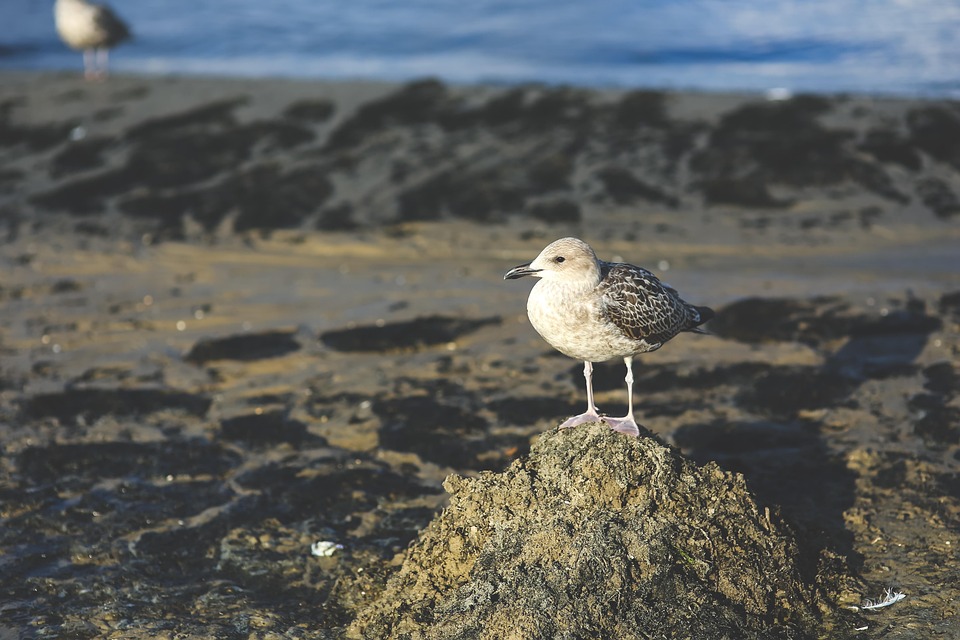 Seagull Bird Sand - Free photo on Pixabay - Pixabay