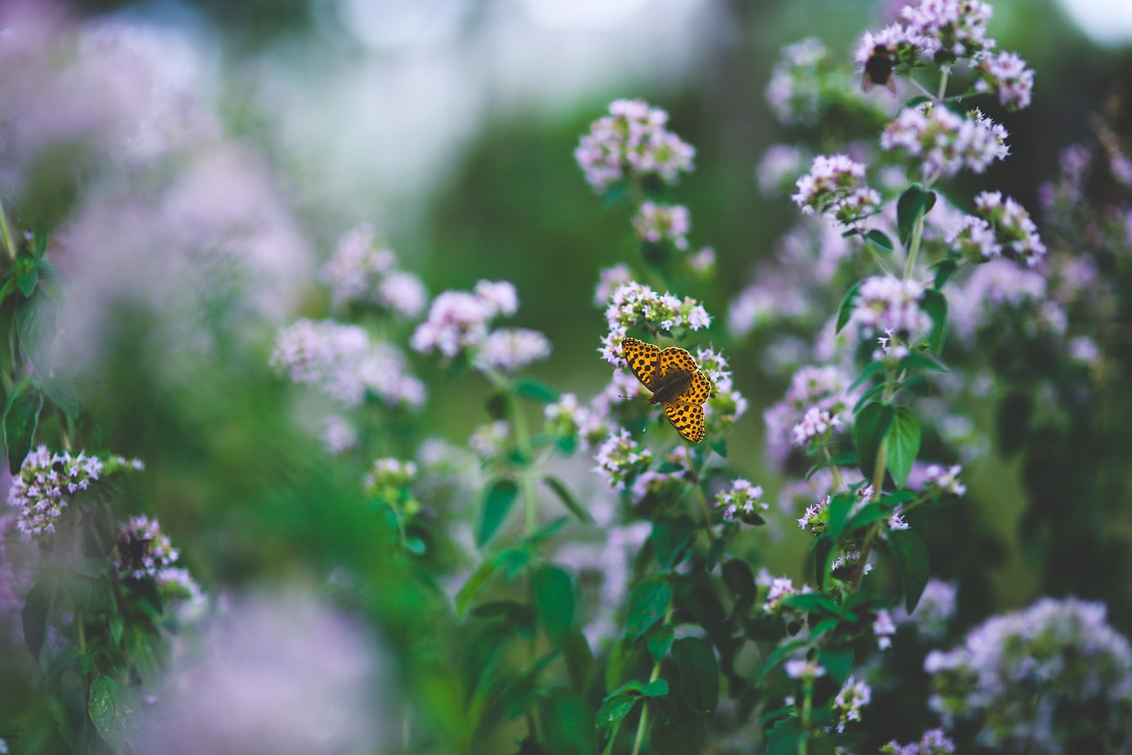 Butterfly Little Flower - Free photo on Pixabay