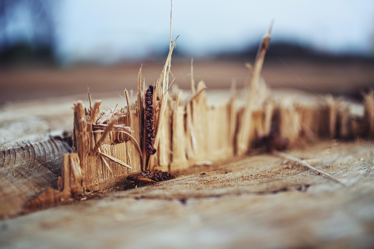 Wood Shreds Tree - Free photo on Pixabay - Pixabay