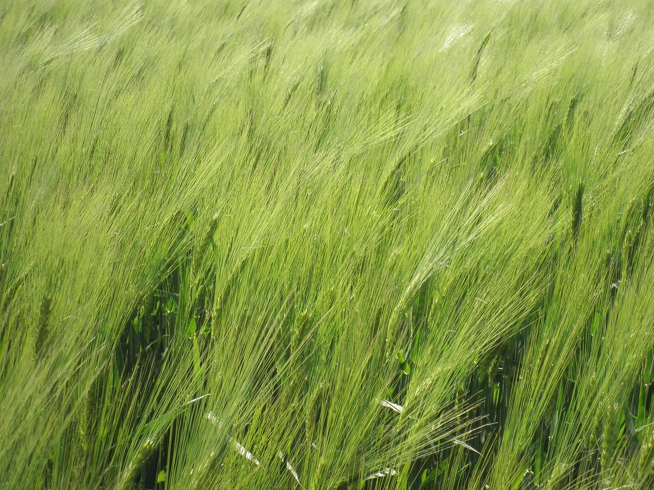 Grain Field Green - Free photo on Pixabay - Pixabay