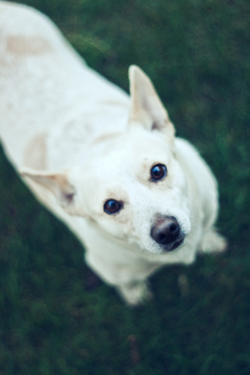 Linda Perro Mascota - Foto gratis en Pixabay