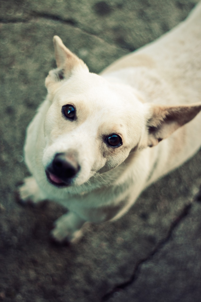 Dog White Animal - Free photo on Pixabay