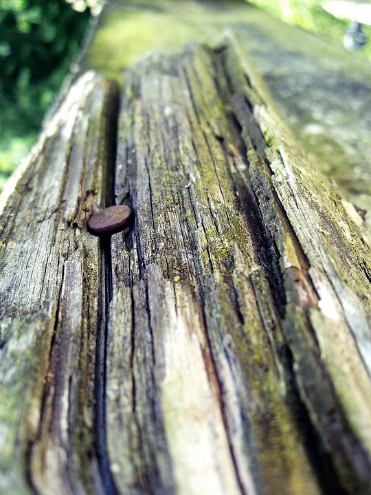 Wood Grain Tree - Free photo on Pixabay - Pixabay
