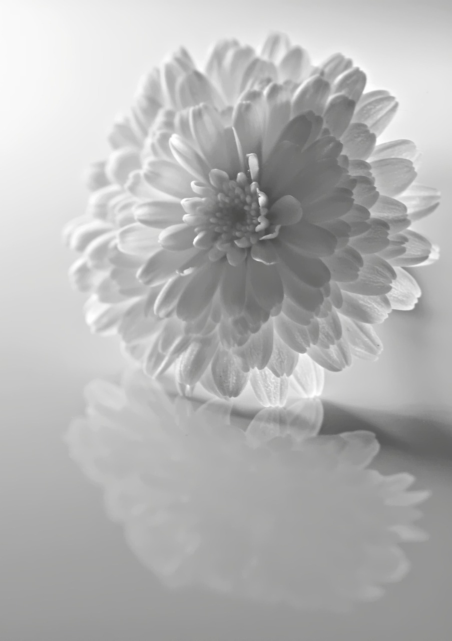 60,000+ Free Flower Shadows & Nature Images - Pixabay