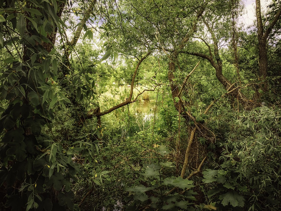 Biotope Nature Landscape Still - Free photo on Pixabay - Pixabay