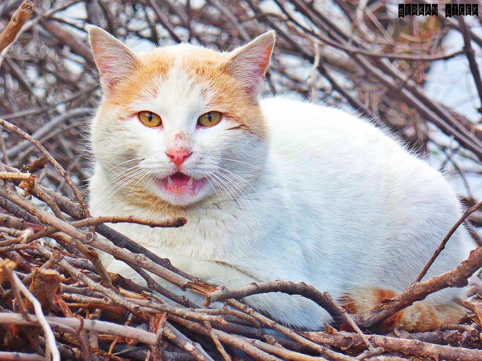 Sneaky Cat Looks Teeth Or - Free photo on Pixabay