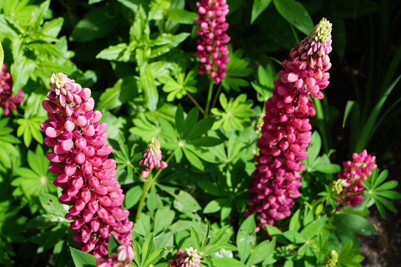 Bunga Merah Jambu Mekar - Foto gratis di Pixabay - Pixabay