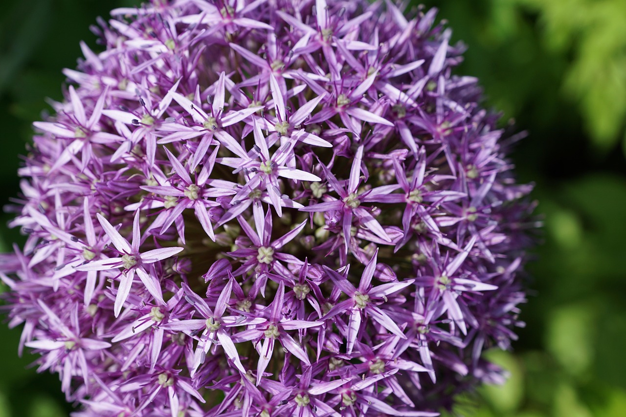 Lauch Blume Blüte - Kostenloses Foto auf Pixabay - Pixabay