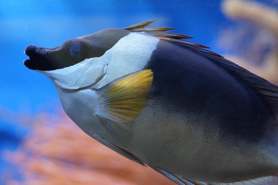 Poisson Aquarium La Vie Aquatique - Photo gratuite sur Pixabay