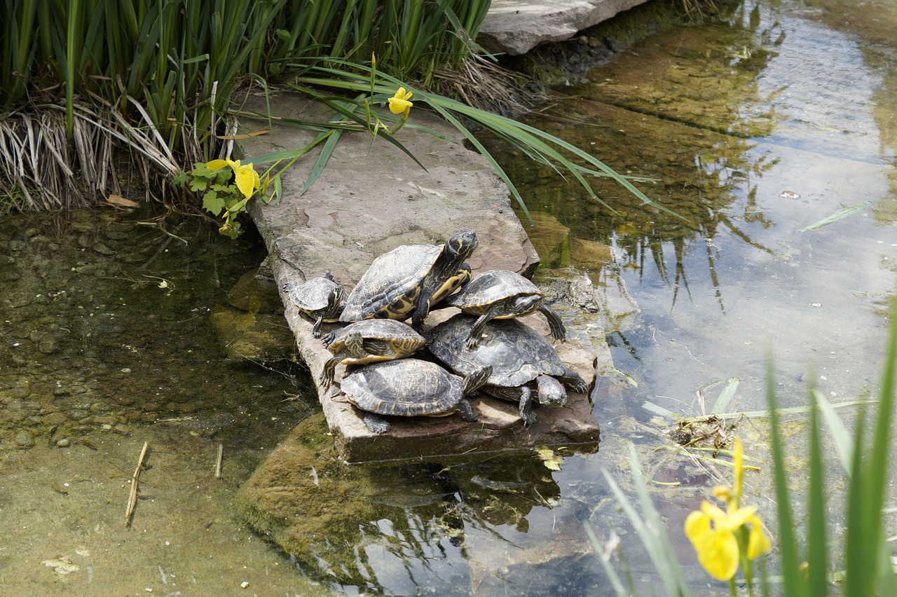 Turtles Sun Bathe Tank Tortoise - Free photo on Pixabay - Pixabay