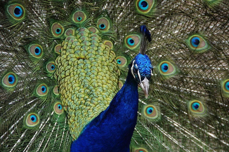 Free Photo Peacock Beat Rad Peacock Wheel Free Image On Pixabay 793564