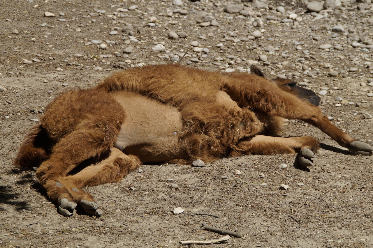 Lama Relax Sun Bathe - Free photo on Pixabay