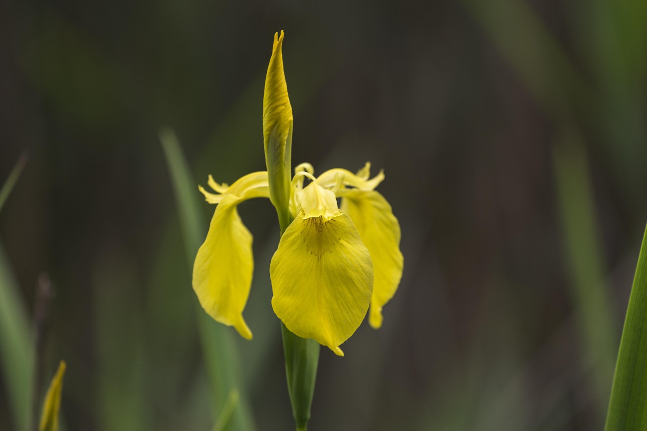 400+ Free Yellow Iris & Iris Images - Pixabay